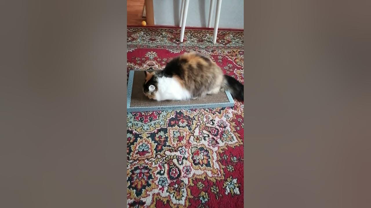 Радость для Мурки😻 - YouTube