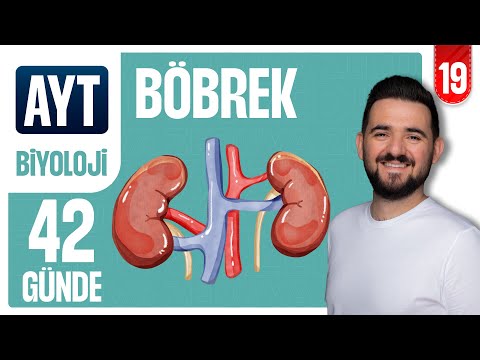 Böbrek Yapısı - Üriner Sistem | 42 GÜNDE AYRINTILI AYT BİYOLOJİ KAMPI 2026-2027 | 19.GÜN