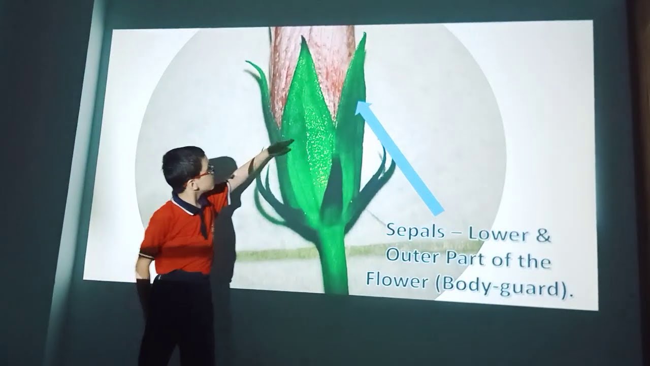 Part Of Hibiscus Flower Detailed Explanation YouTube Part Of Hibiscus Flower Detailed Explanation YouTube