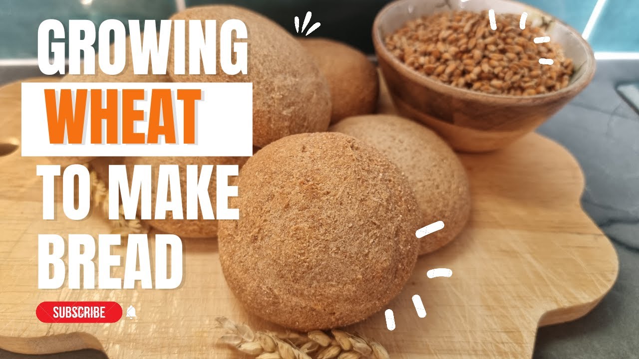 Growing wheat and making bread - YouTube