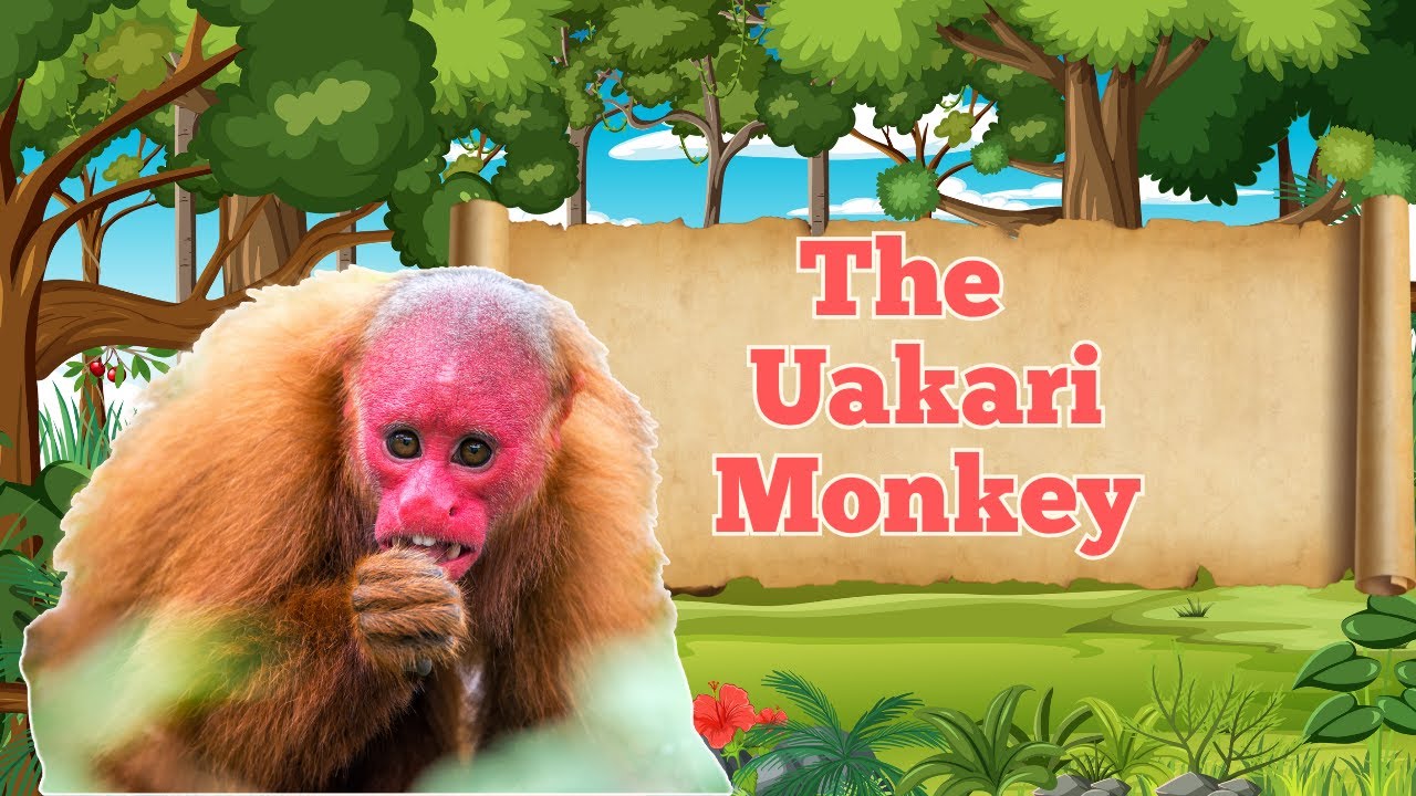 The Redface Uakari Monkey of the Amazon - YouTube