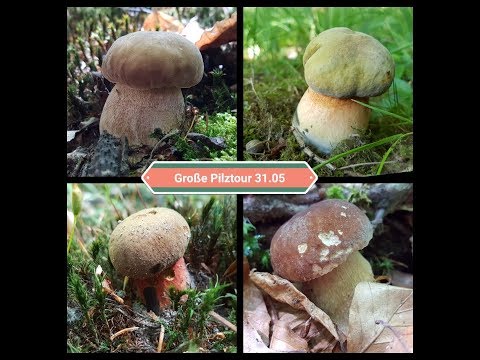 Große Pilztour am 31.05.2018  -  Grande giro dei funghi il 31.05.2018