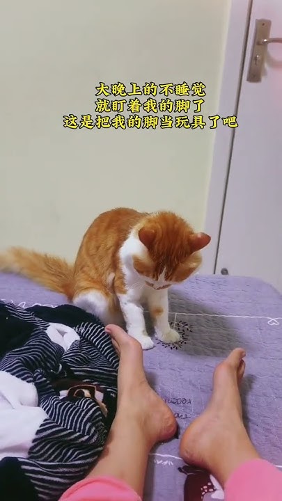 买的玩具不玩，这一天天的就盯着我的脚了！斤的猫斤的反骨 猫咪的不服全写在脸上 没有一口猫粮是白吃的 反骨猫 心思全写在脸上的猫 Youtube