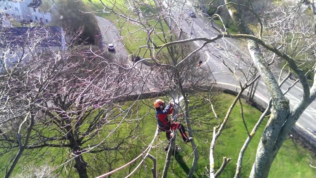 Tree Surgeon Edinburgh Elm Dismantle. - YouTube
