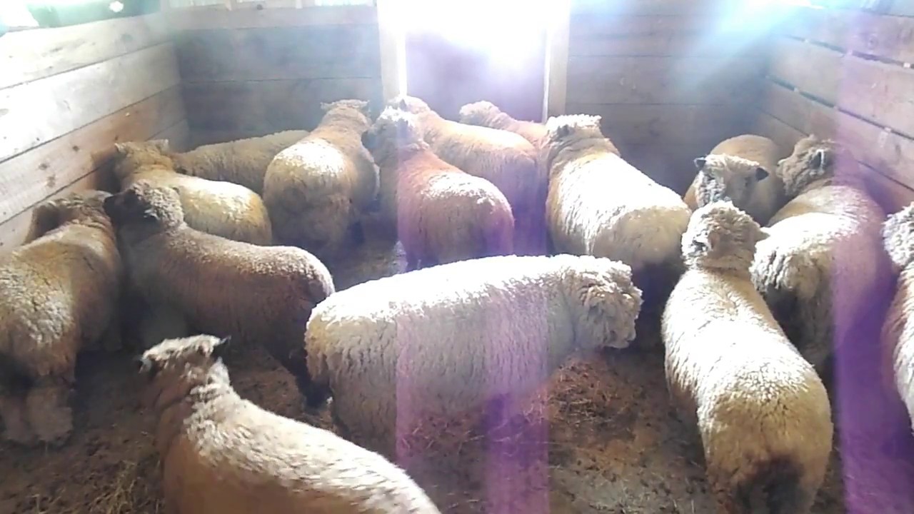 babydoll Sheep - YouTube