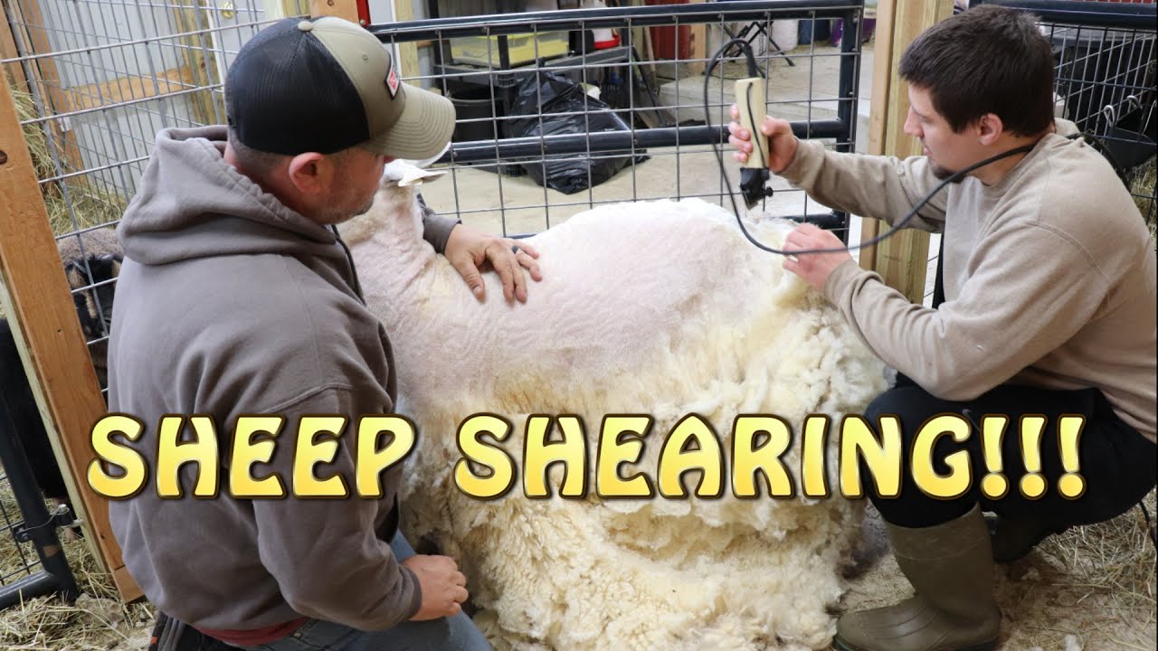 Shearing Our Sheep For The First Time ~ Finnsheep - YouTube