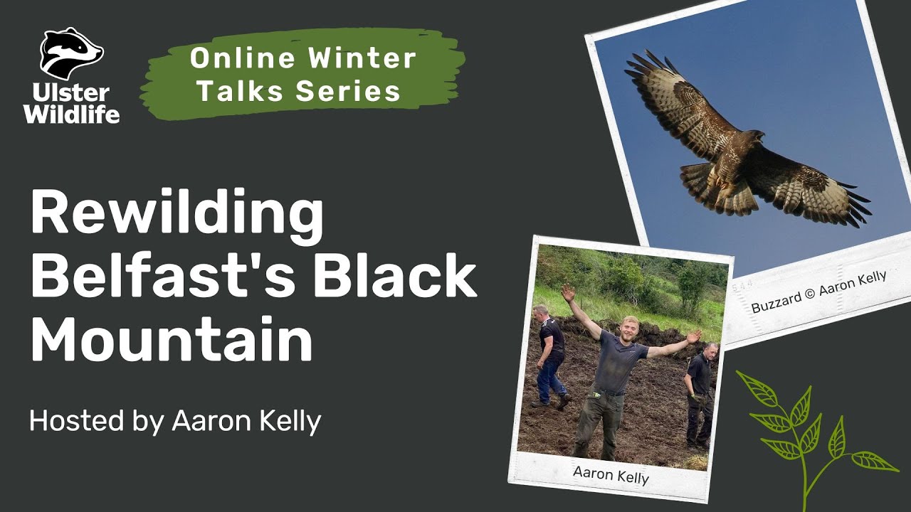 Ulster Wildlife Online Winter Talks 2023 | Rewilding Belfast's Black Mountain - YouTube