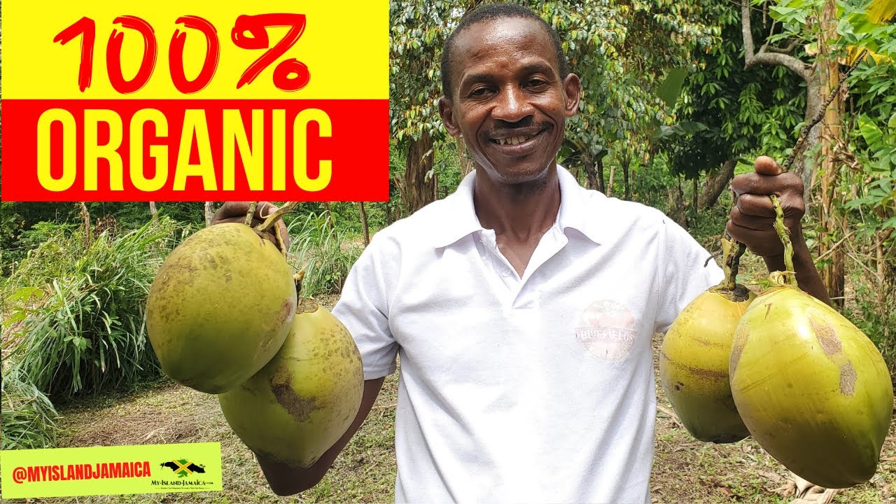 😳THIS MAN Is RESHAPING the FARM & #TOURISM Landscape In Jamaica ! 🇯🇲 ...