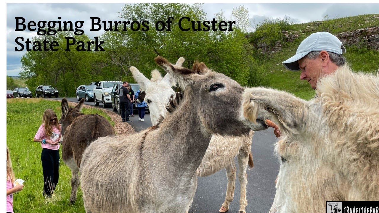 The Infamous Begging Burros-Custer State Park - YouTube