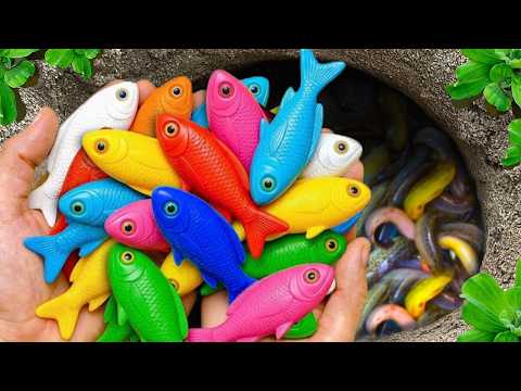 Catch beautiful aquarium fish in small pond baby turtles, eels, guppies blu, molly fish, xecan, crab