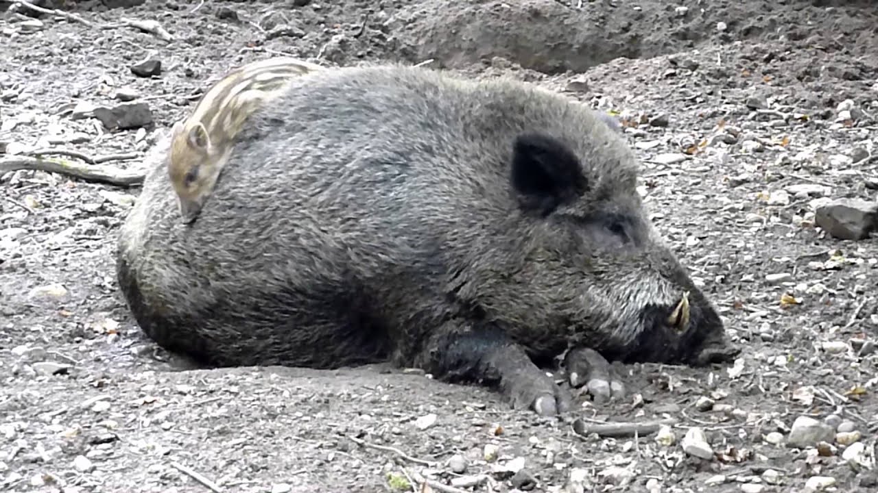 Wild boar piglet relaxing on papa boar - YouTube