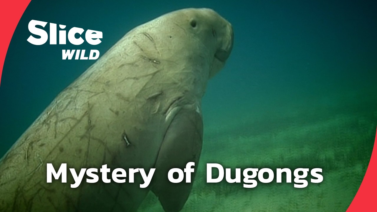 Dugongs: The Last Sea Mermaids | SLICE WILD | FULL DOC - YouTube