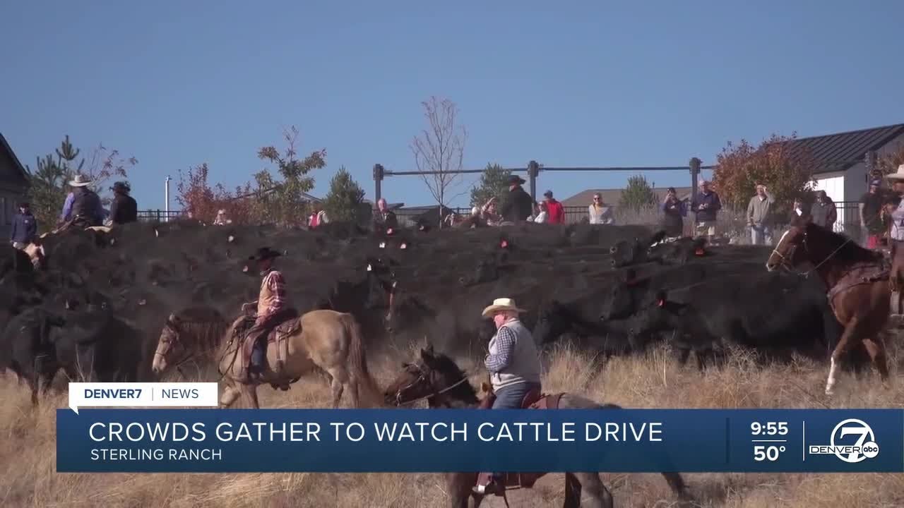 Sterling Ranch Annual Cattle Drive - YouTube