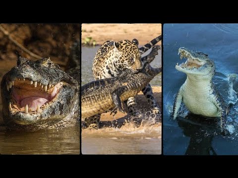 Alligator Encounters with Apex Predators | Alligator Encounters ...