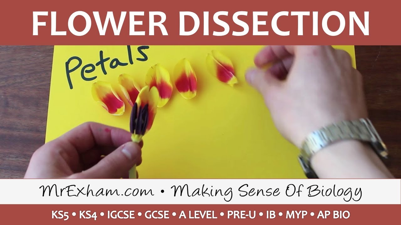 Anatomy of a Flower Dissection - GCSE Biology/A Level/IB - YouTube