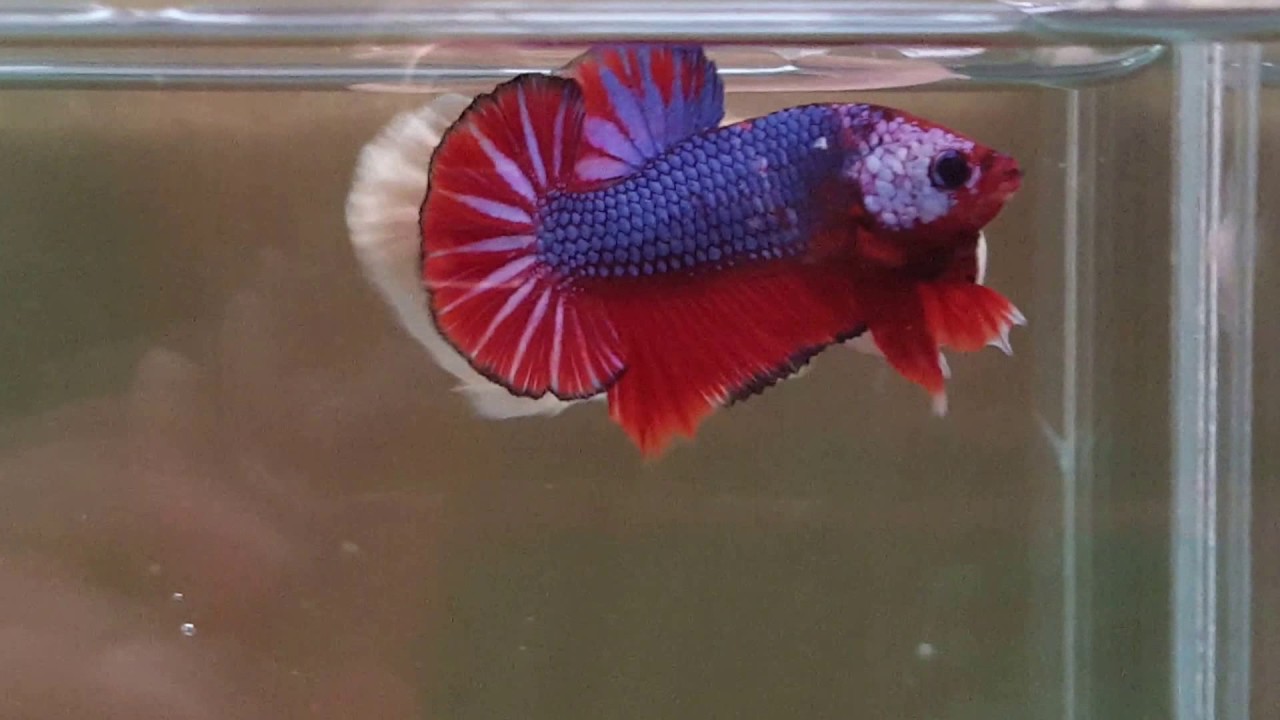 Live Betta Male Fancy Red Blue Marble Halfmoon Plakat Thai Export - YouTube
