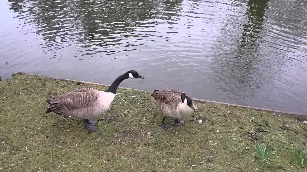 Grumpy and aggressive goose at ¼ speed! - YouTube