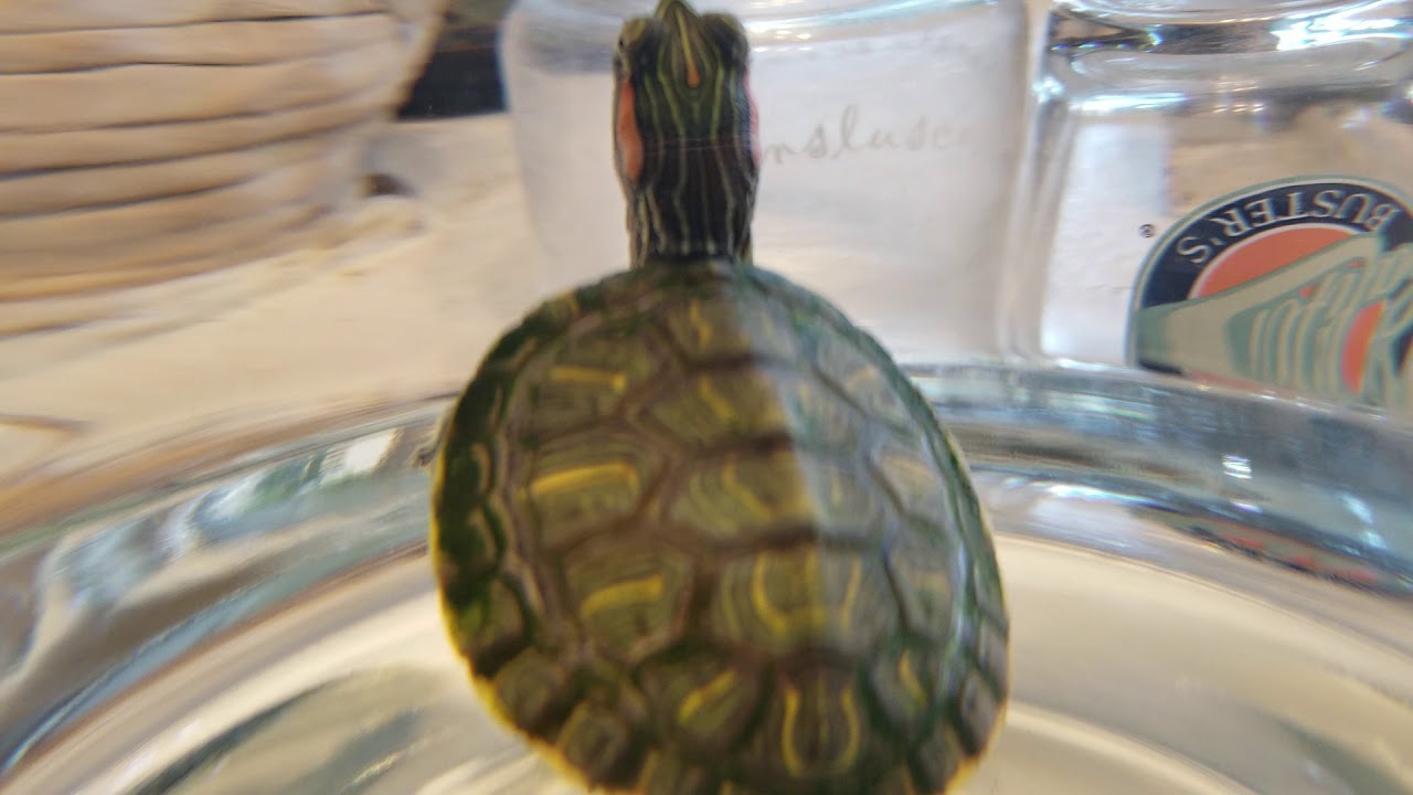 Baby turtle exploring New Round Glass Jar Home - YouTube