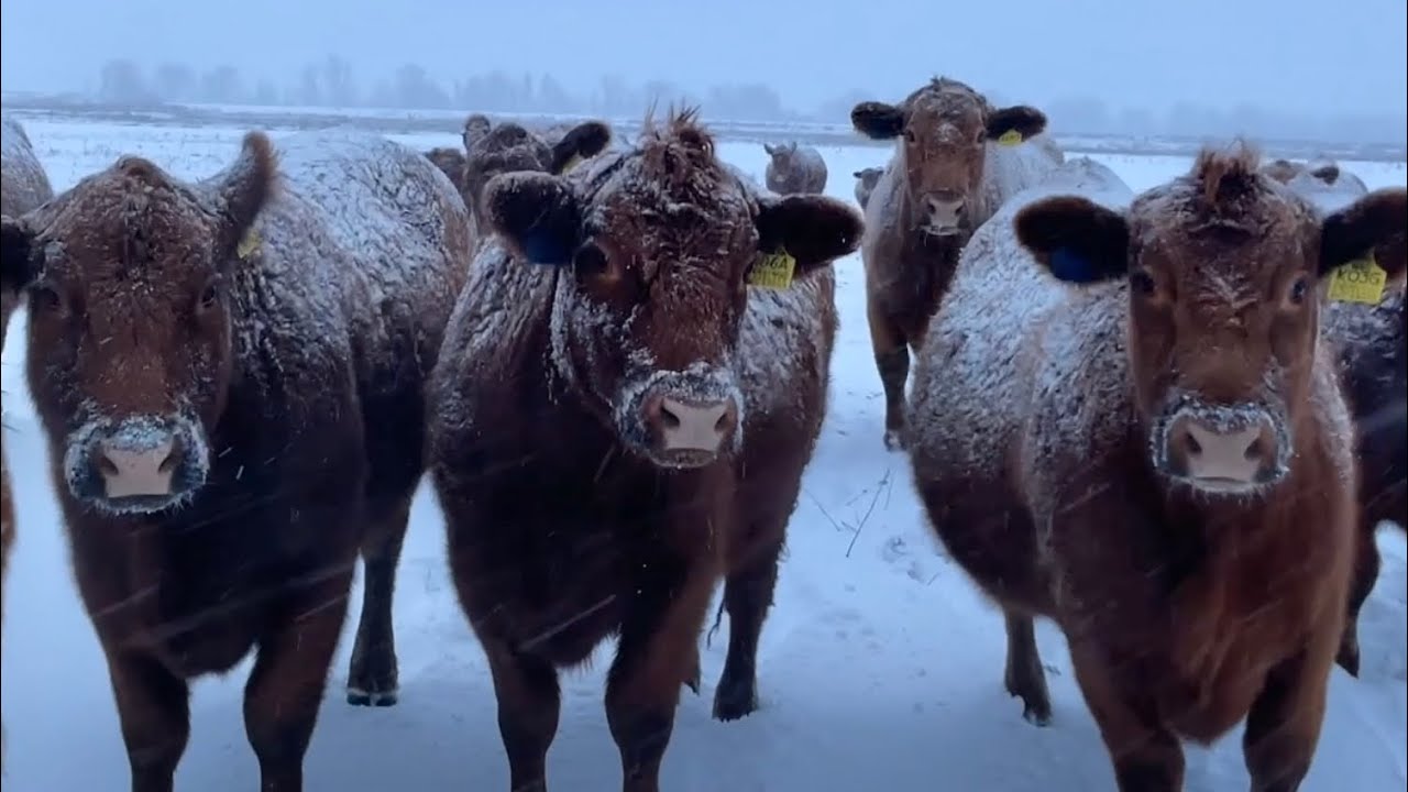 Red Angus Cows in Snow Storm - YouTube