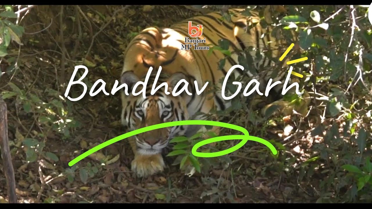 Bandhavgarh National Park Tour with Banjari MP Tours | Best Safari ...