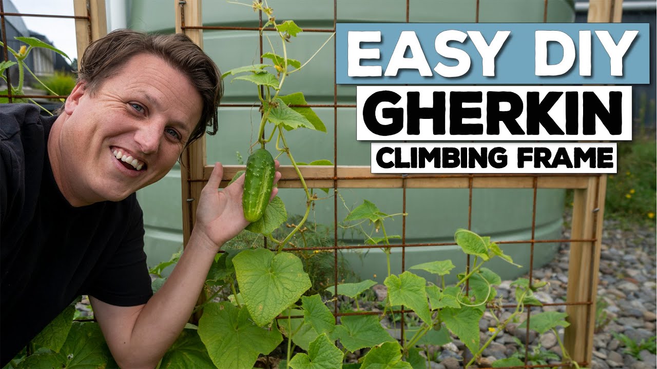 Grow Your Own Pickles\Gherkins - YouTube