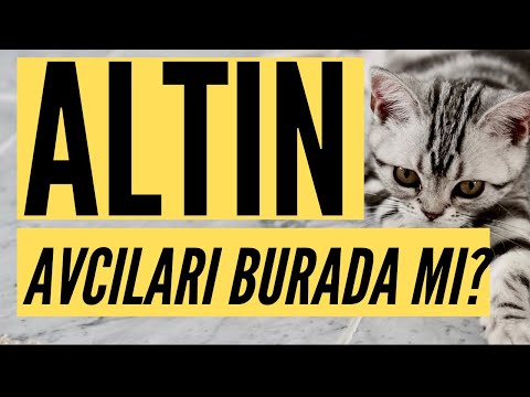 Altın Avcıları Burada Mı?