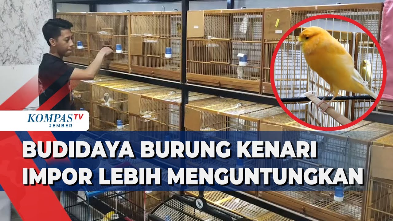 Budidaya Burung Kenari Yorkshire atau Impor Asal Italia Lebih ...