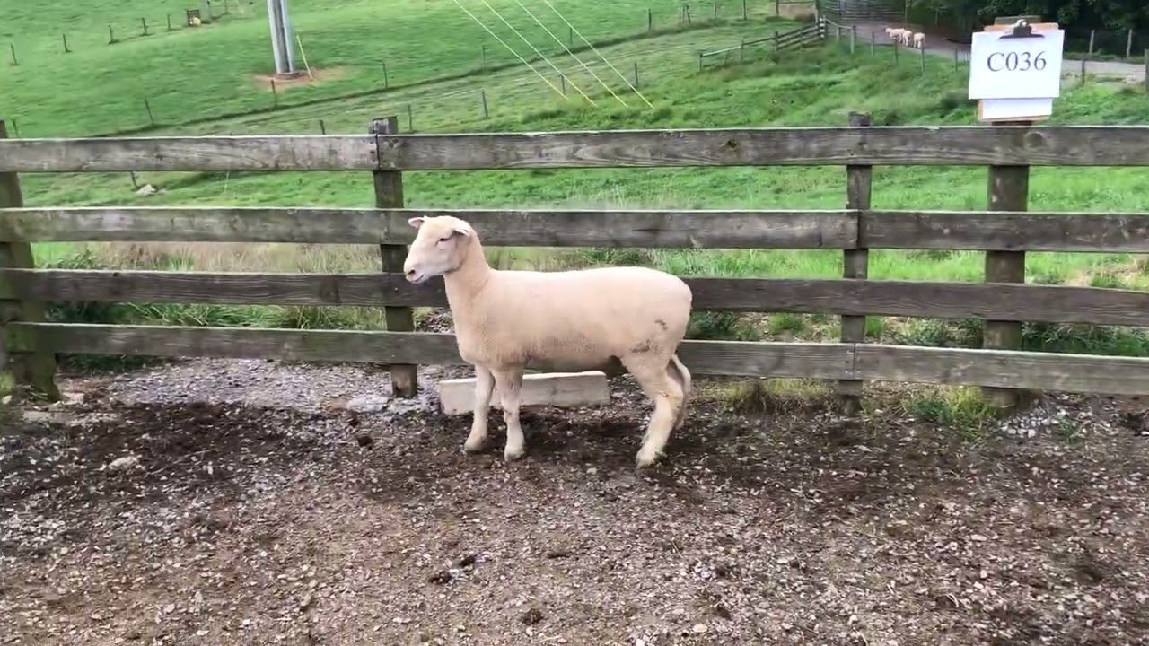 Dorset ewe C036 - YouTube