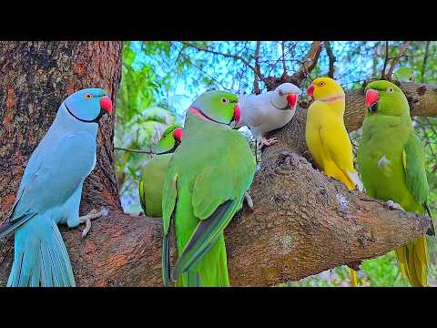 Talking Indian Ringneck Parrot Natural Sounds