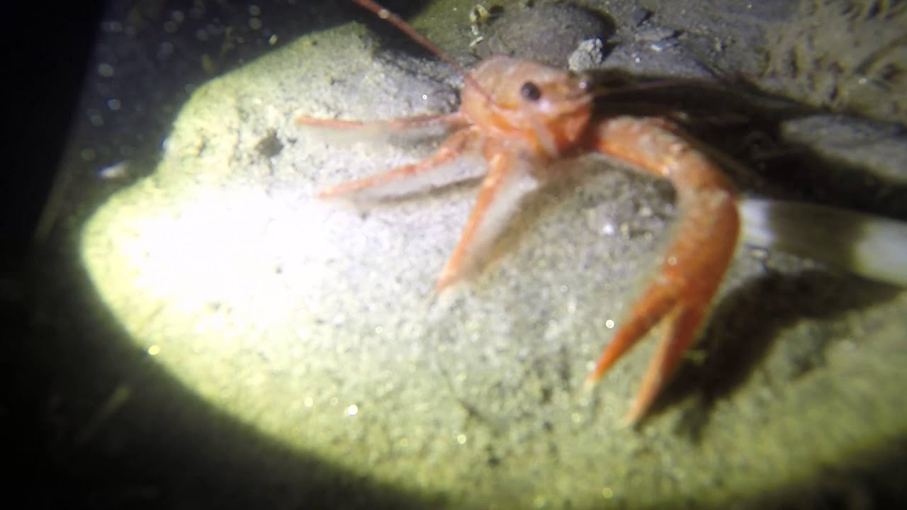 tuna crab la jolla shores night diving. - YouTube