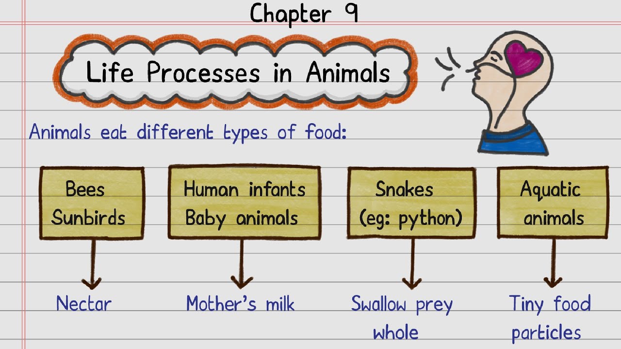 📝FREE Notes | Life Process in Animals | Class 7 Science | NCERT | Self ...