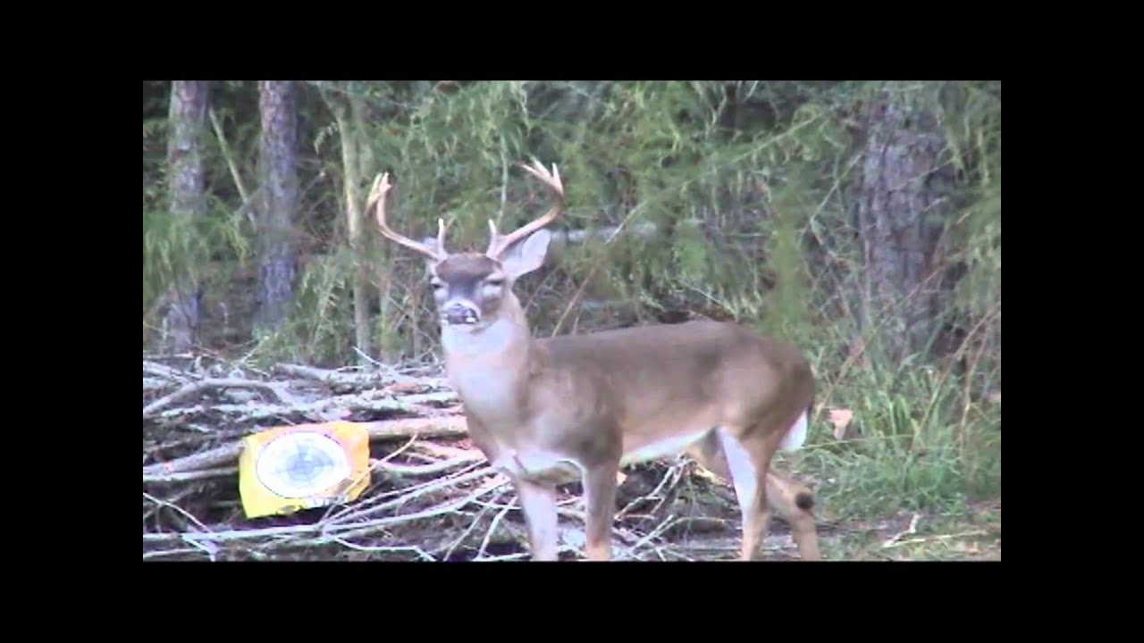 Two Bucks Are Fighting Big Time - YouTube