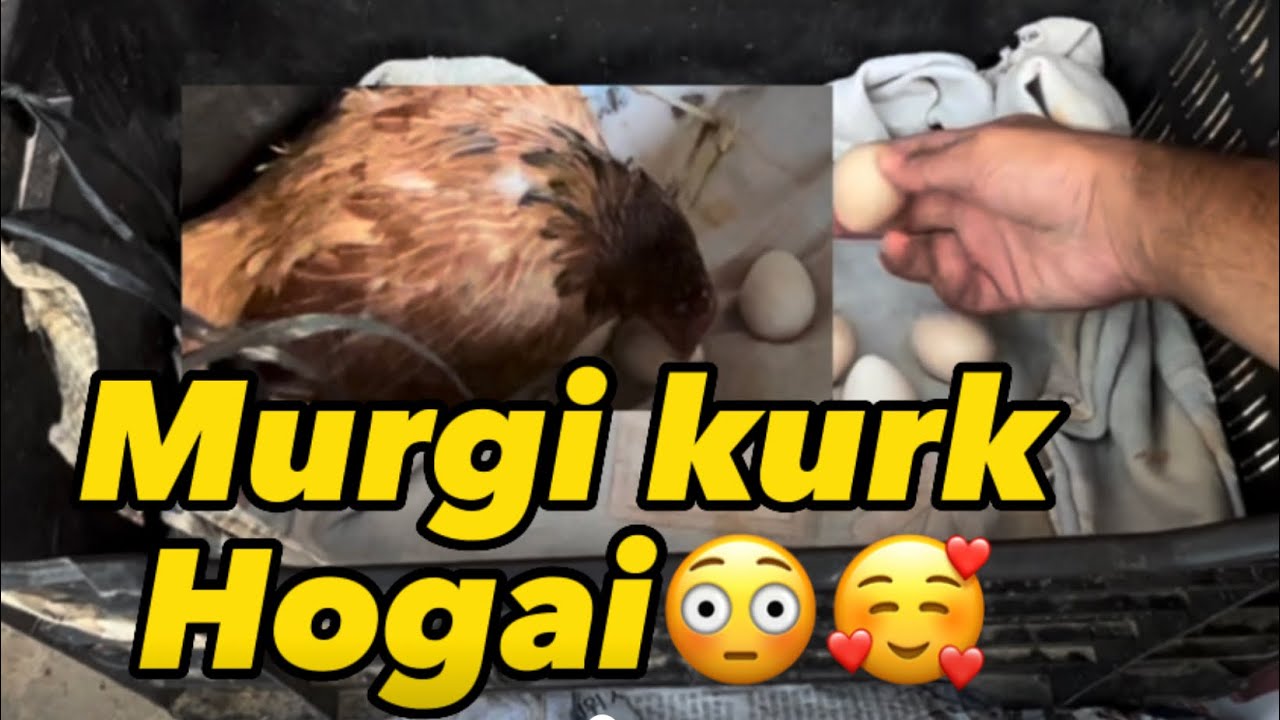 Signs Of Broody Chickens Care Of Chickens HowTo sit Broody Chickens On ...