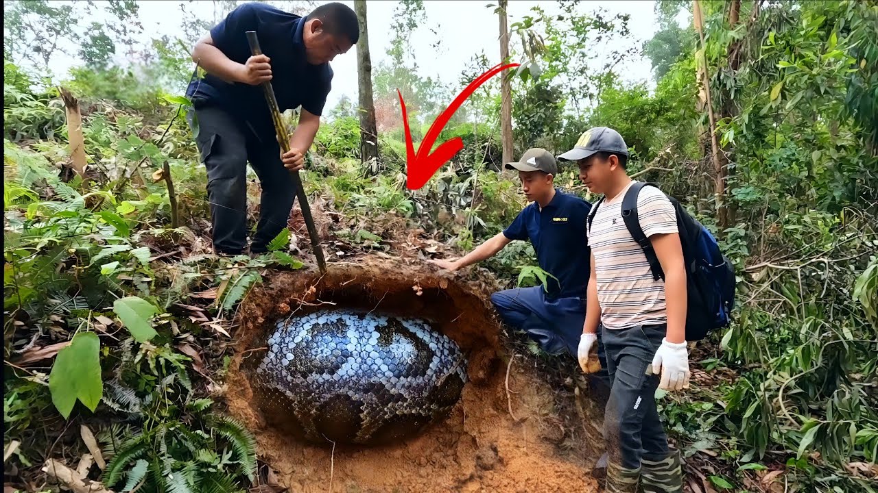 3 Brave Experts Catch Giant Python By Hand - YouTube