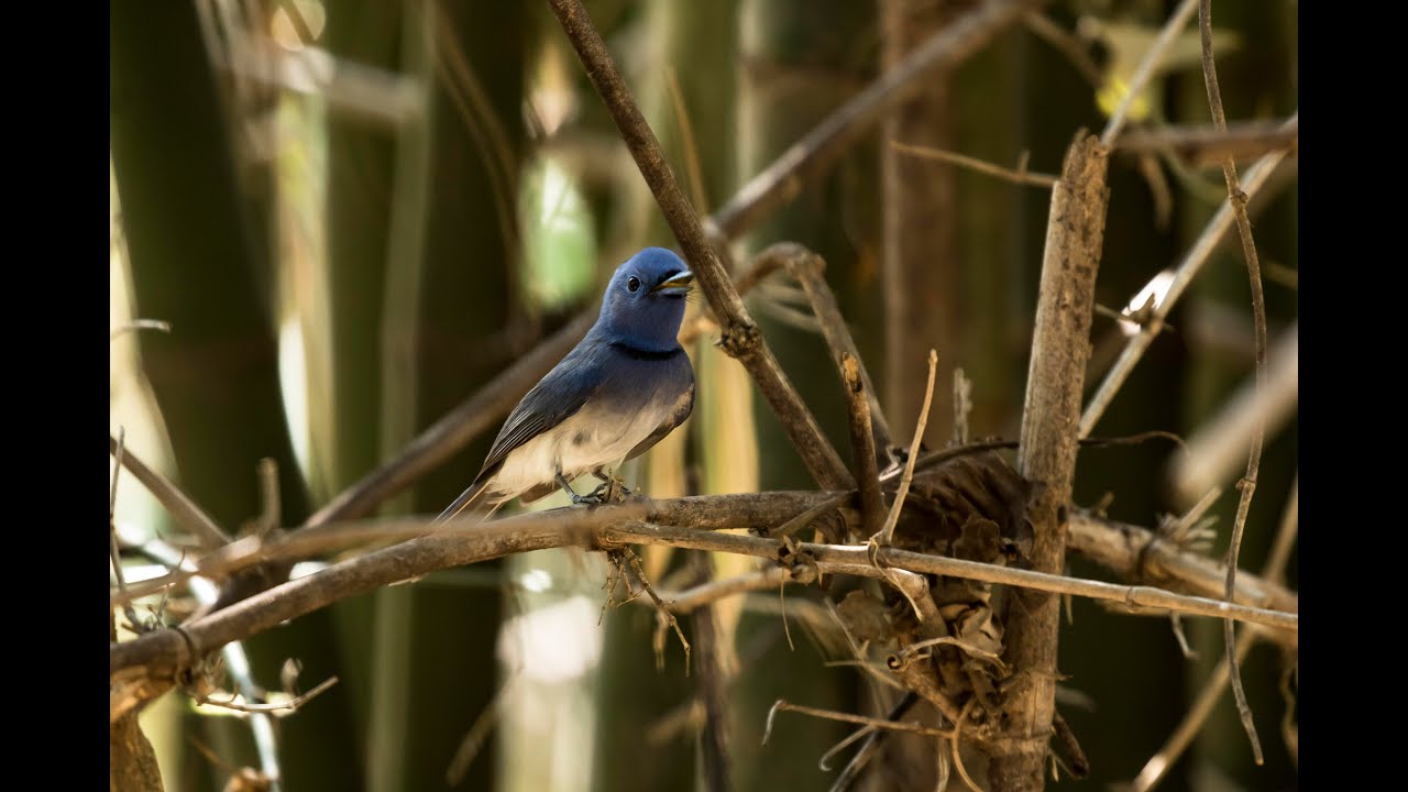 Birds of Pench Tiger Reserve episode 23 - YouTube