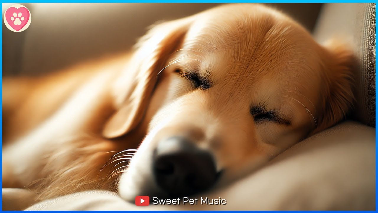 혼자 있는 강아지를 위한 20시간 스트레스 해소 음악🦮 ️자연의 소리로 불안 완화 And 편안한 수면 유도🩷🐶반려견 안정감을 위한 필수 힐링 음악🎵강아지가 좋아하는 음악