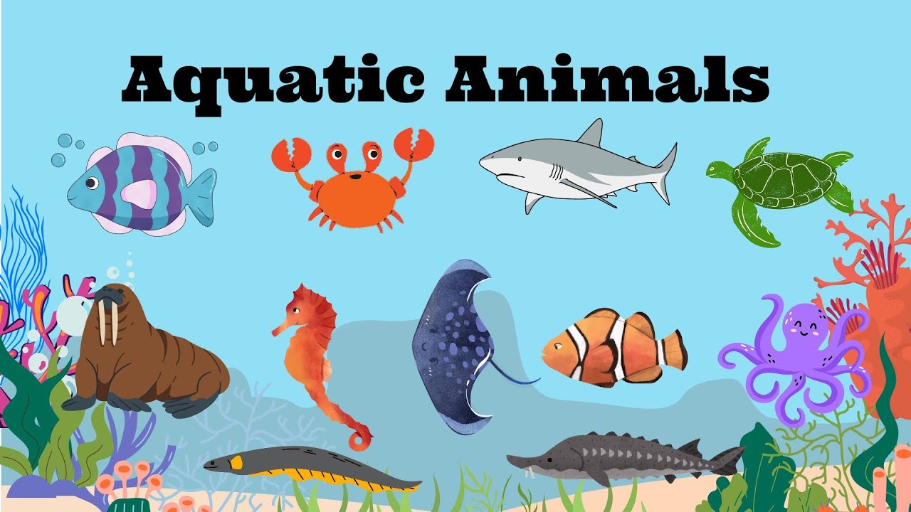 Aquatic Animals | Learn Aquatic Animals name in English | Study with ...