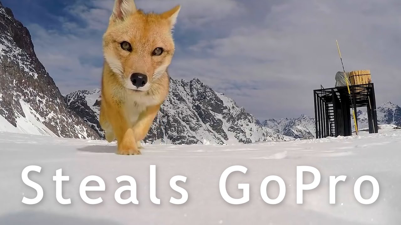 Funny animals steal GoPro - YouTube