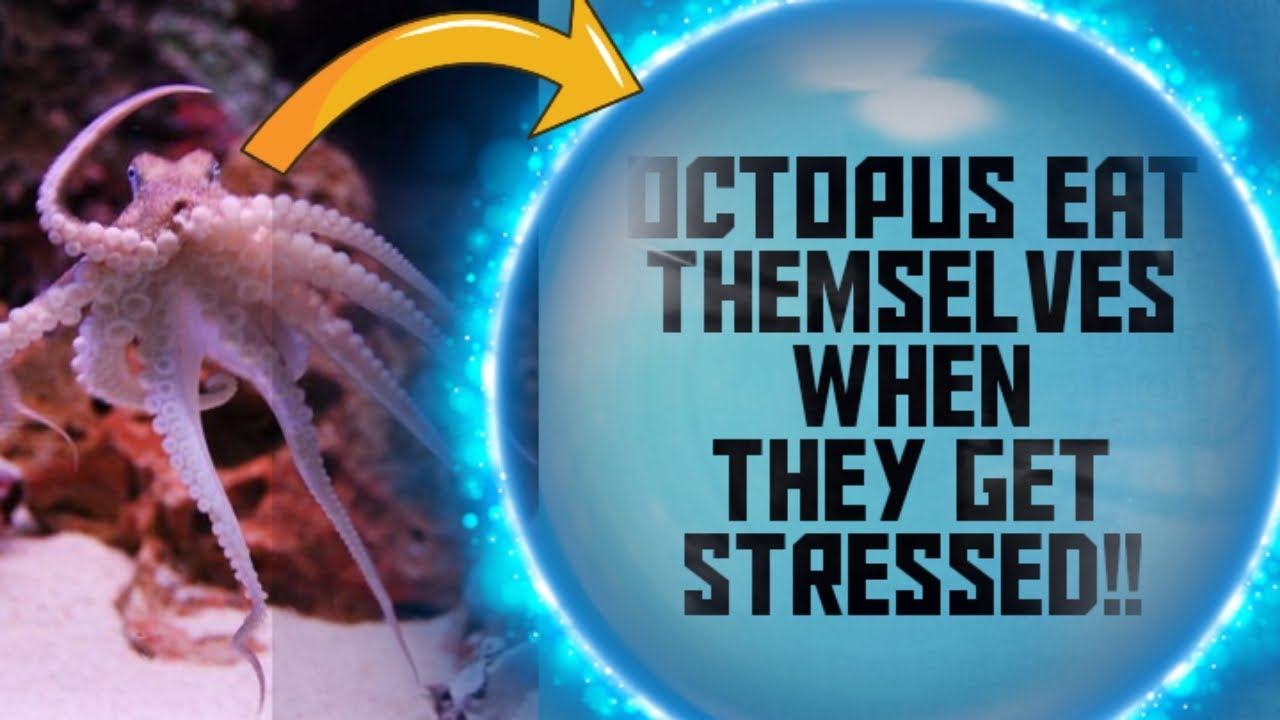 Interesting Facts On Sea Animals SN The U2BER YouTube interesting-facts-on-sea-animals-sn-the-u2ber-youtube