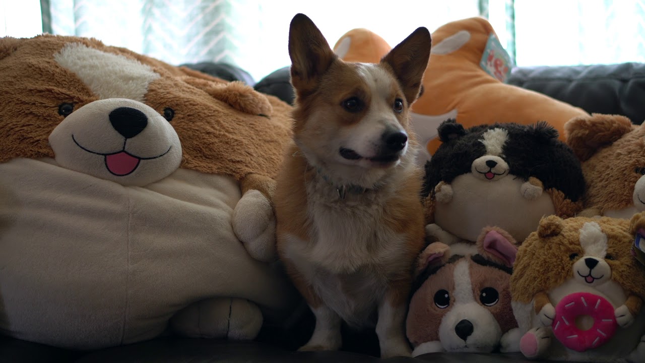 Where Is The Corgi? (Great Corgi Pile With Eggnog) - YouTube