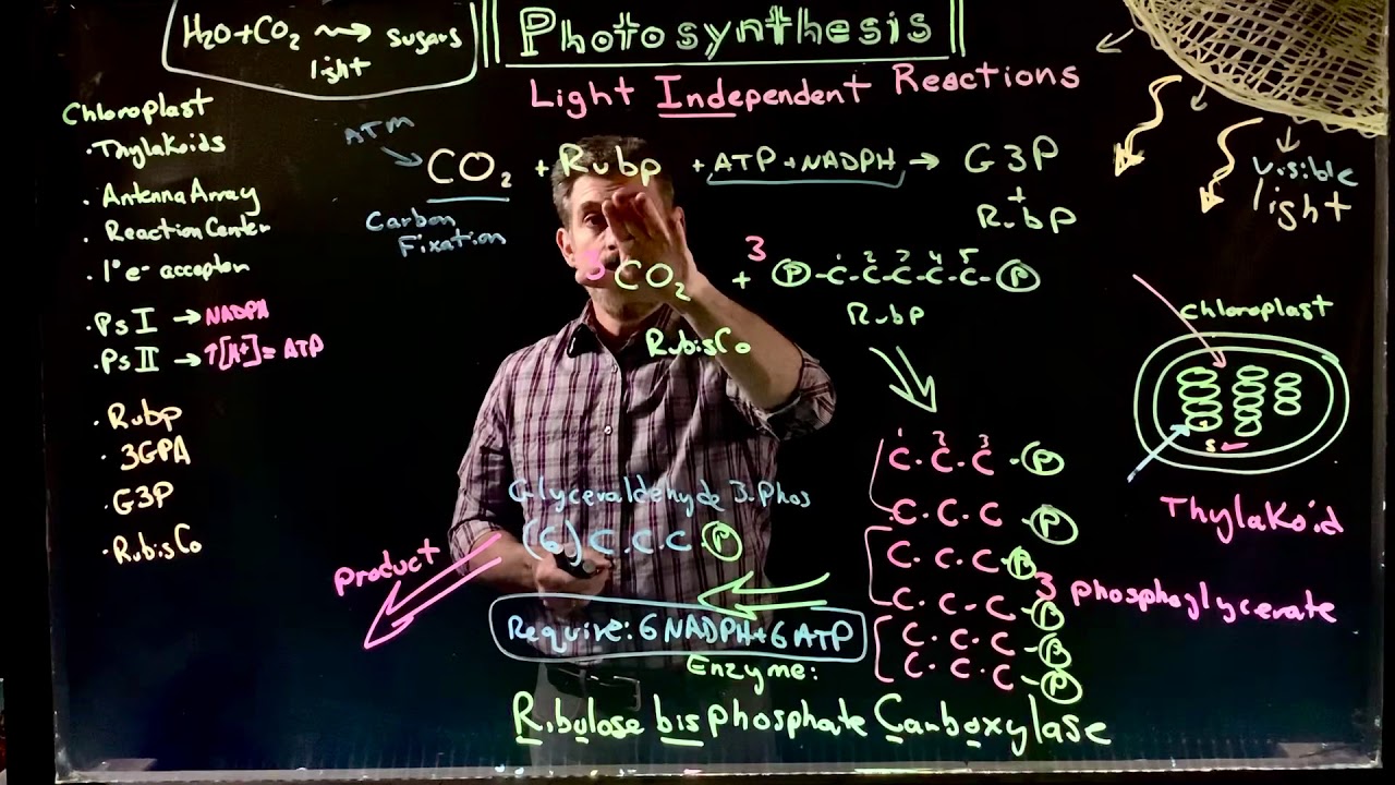 Photosynthesis 4: Light Independent Reactions - YouTube