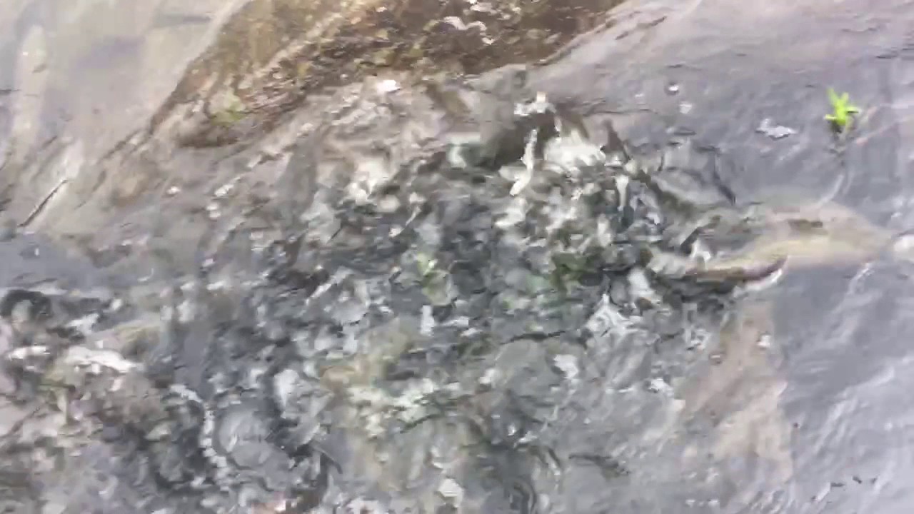 Shad Run 2017 Potomac River - YouTube