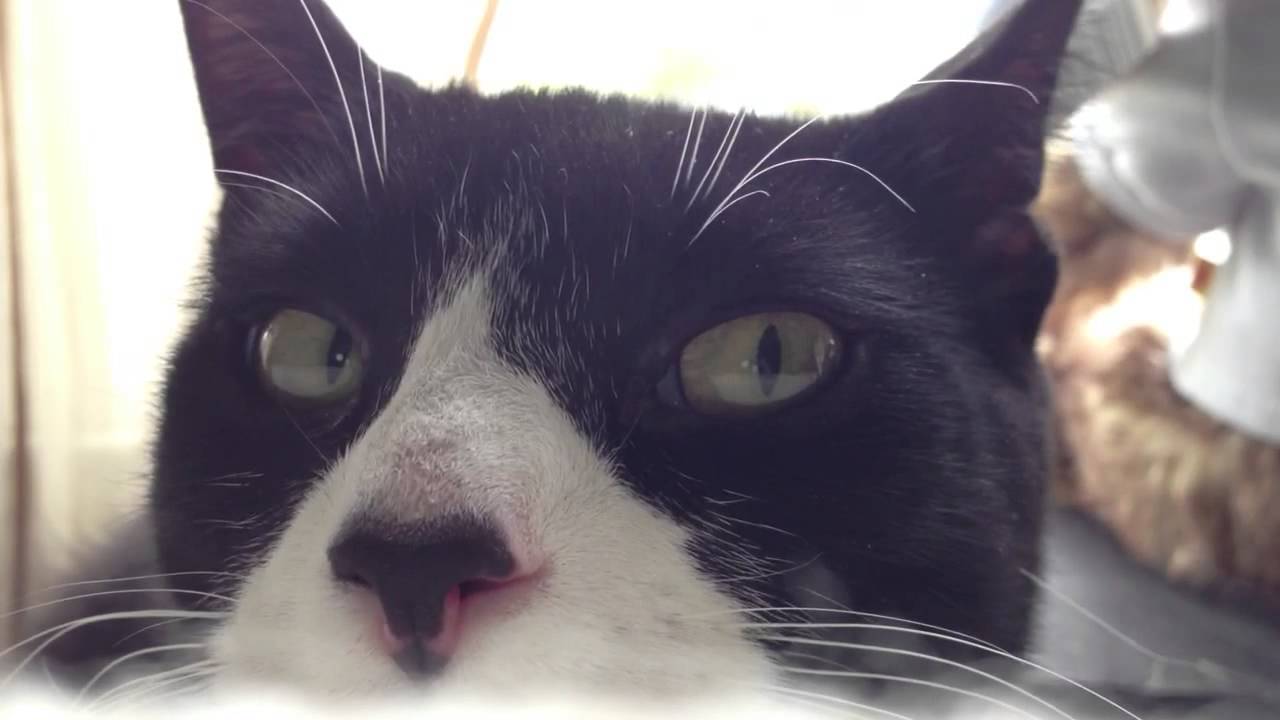 Cat paw attack - YouTube