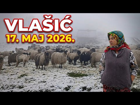 NA VLAŠIĆU MAJSKI SNIJEG ZAMEO OVČARSKA STADA 