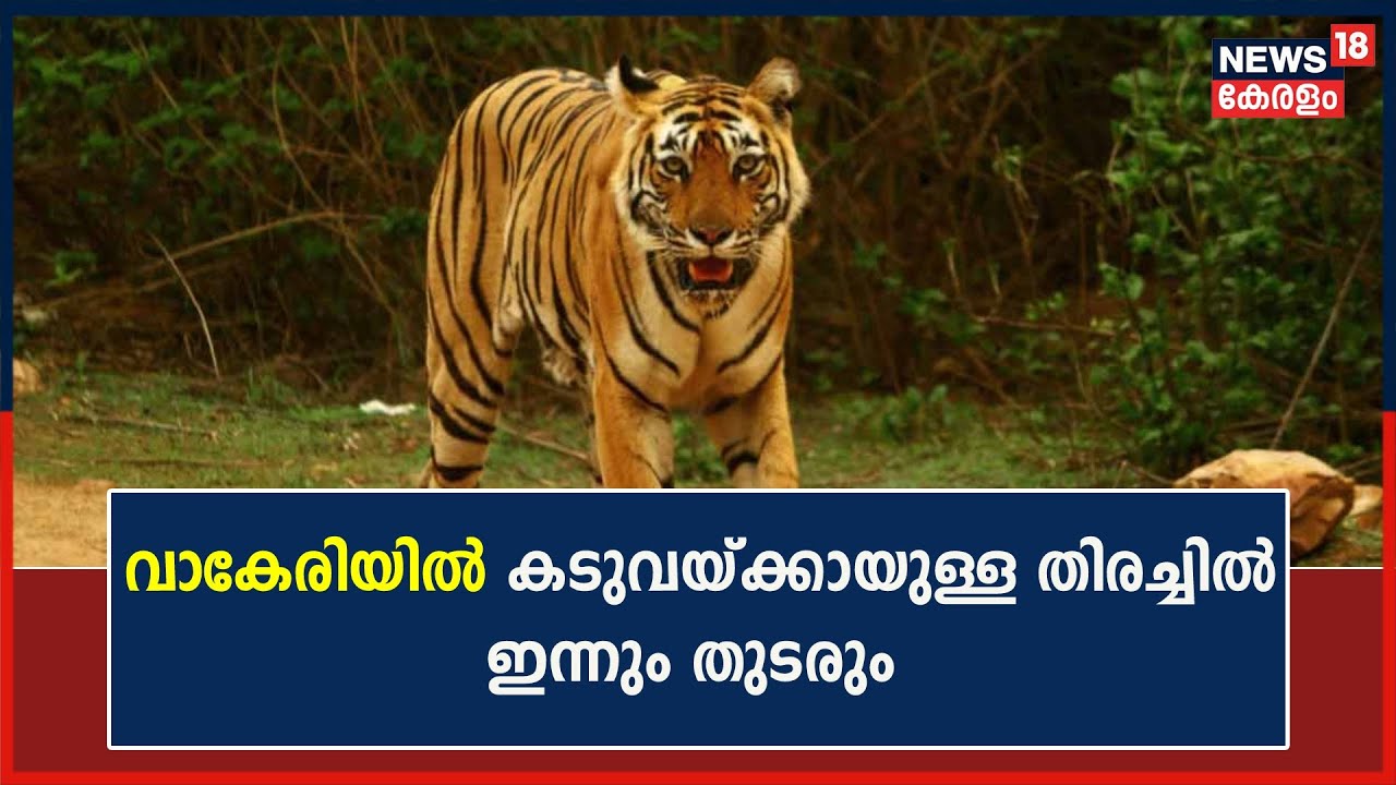 Wayanad Tiger Attack|വാകേരിയിൽ യുവാവിൻ്റെ ജീവനെടുത്ത കടുവയ്ക്കായുള്ള ...