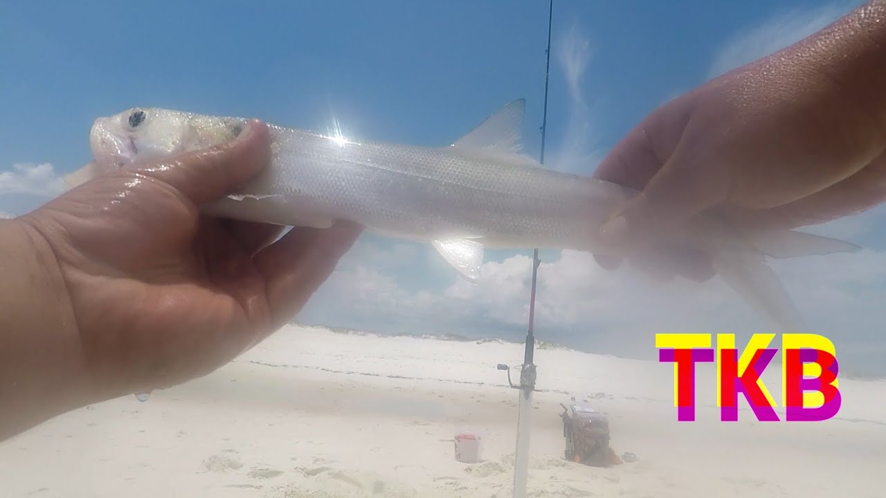 Surf fishing catching Ladyfish!! (Skipjack) - YouTube