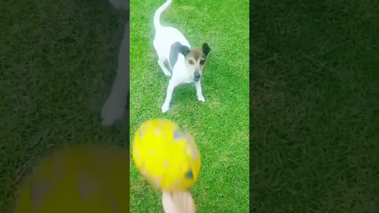 Doggy boss ball skills - YouTube