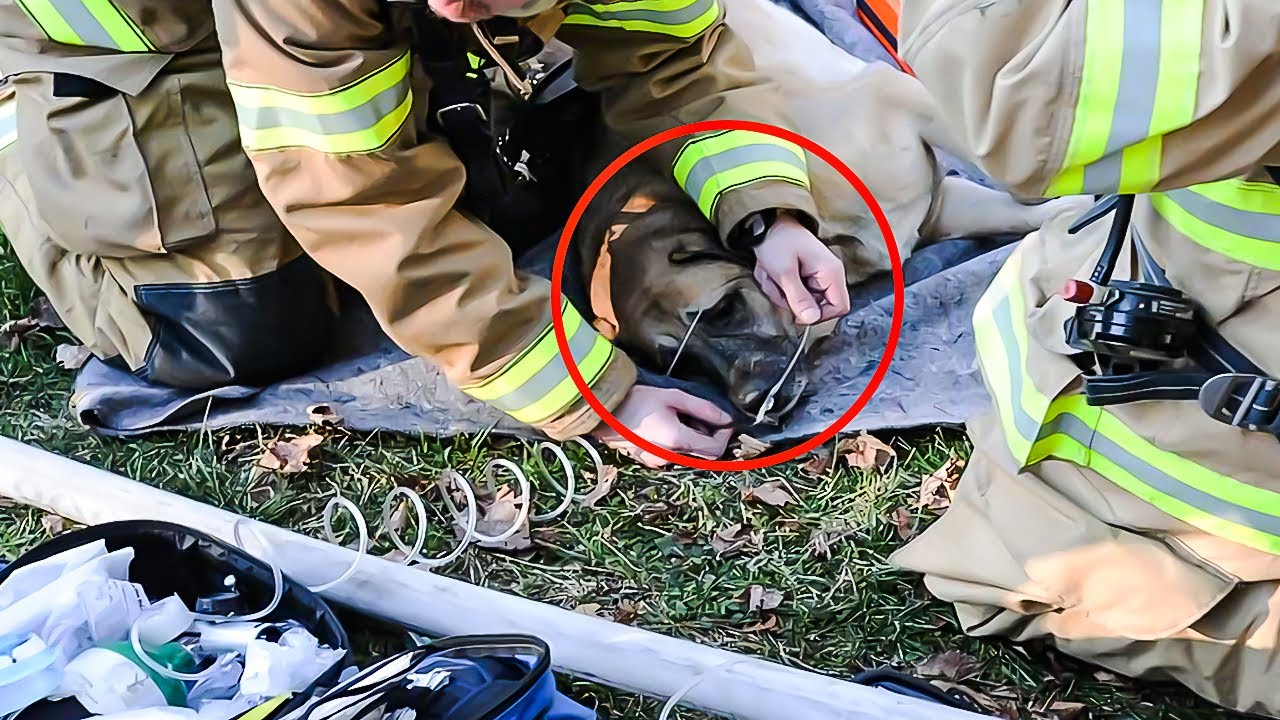 This Dog Had Lost Her Home And Her Puppies 8 Weeks Ago, But Then She ...