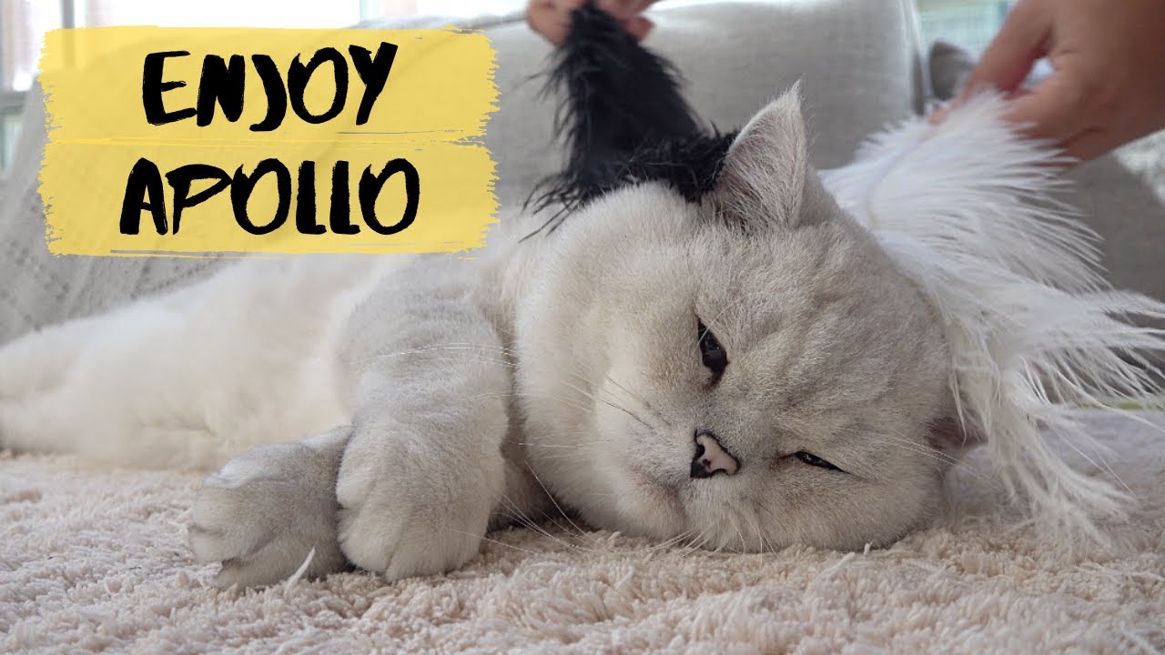 British Shorthair cat Apollo getting a massage - YouTube
