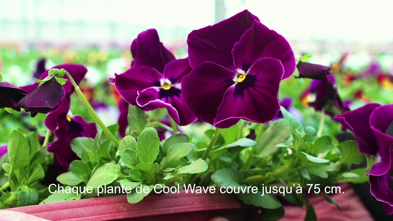 Spreading Pansy Cool Wave - YouTube